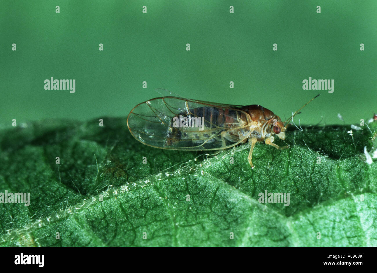 Psylla hi-res stock photography and images - Alamy