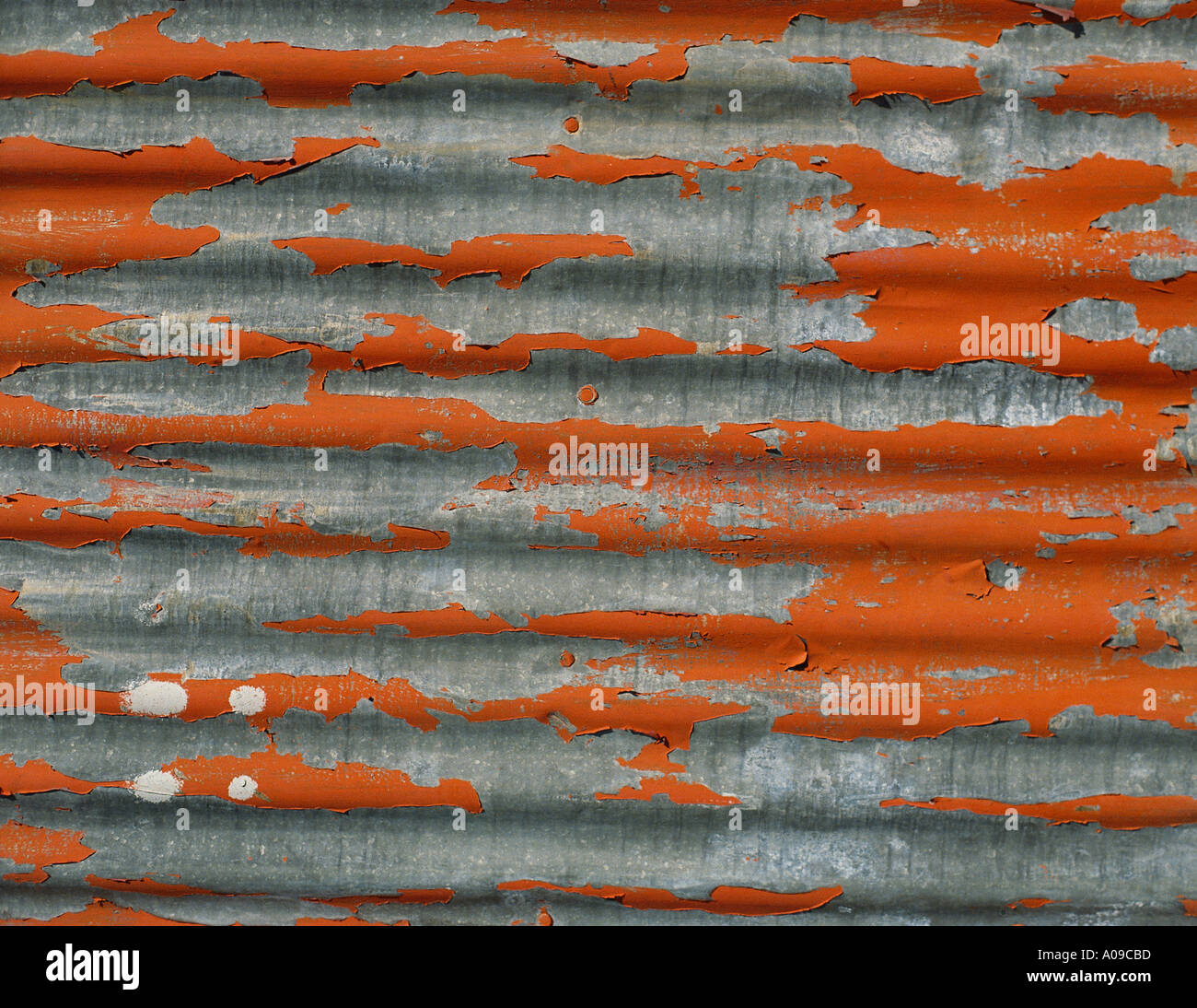An aged and weathered corrugated metal surface with large pieces of ...
