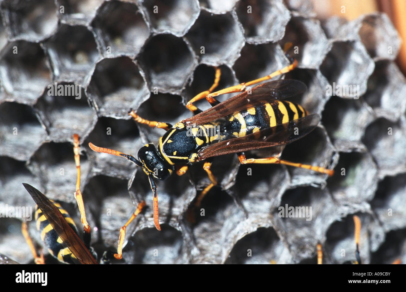 common wasp (Vespula vulgaris), wasp on combs Stock Photo - Alamy