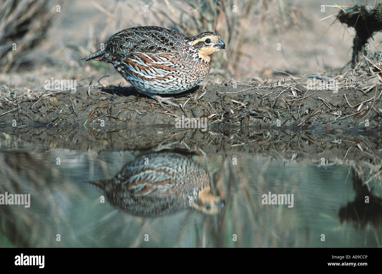Female Bobwhite Quail High Resolution Stock Photography and Images - Alamy