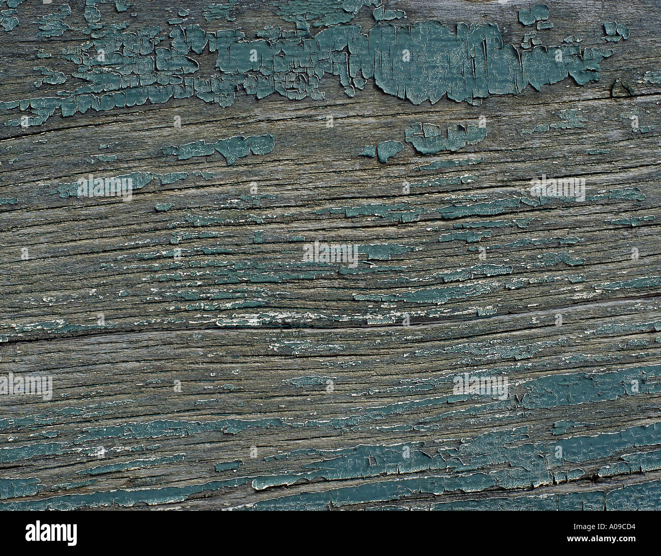 A close up of aged and weathered cracked wood with chipping flaking and ...