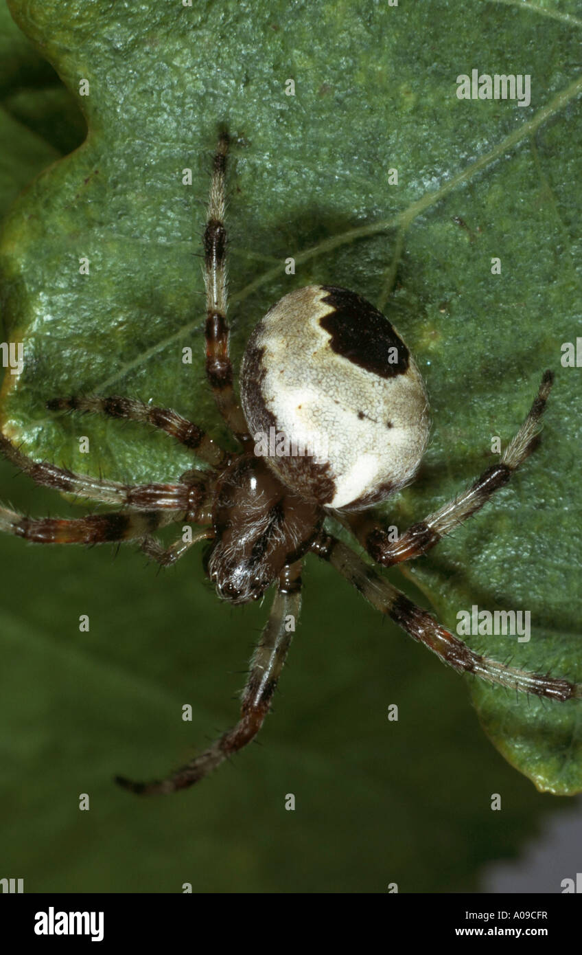marbled orbweaver, marbled spider (Araneus marmoreus Stock Photo - Alamy