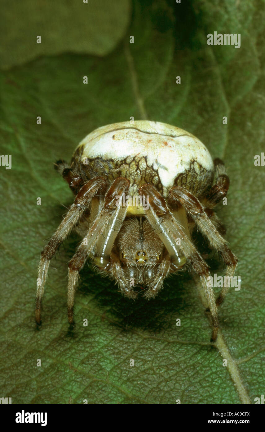 marbled orbweaver, marbled spider (Araneus marmoreus Stock Photo - Alamy