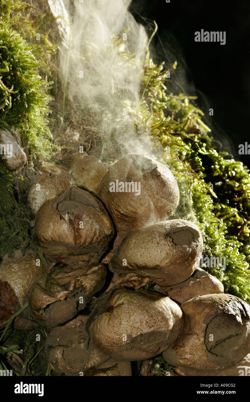 Fungus puffball spores reproduction hi-res stock photography and images ...