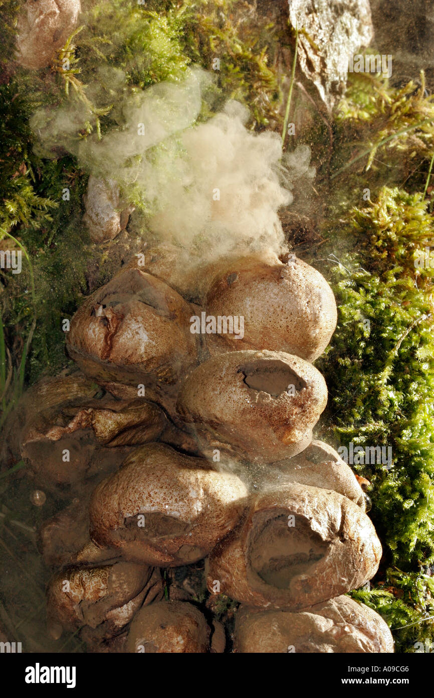 Fungus puffball spores reproduction hi-res stock photography and images ...