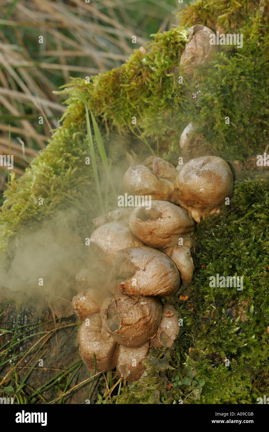 Puffballs spores hi-res stock photography and images - Alamy