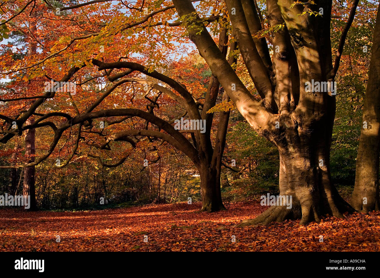 keston forest north kent autumn colours england uk vibrant colour quiet ...