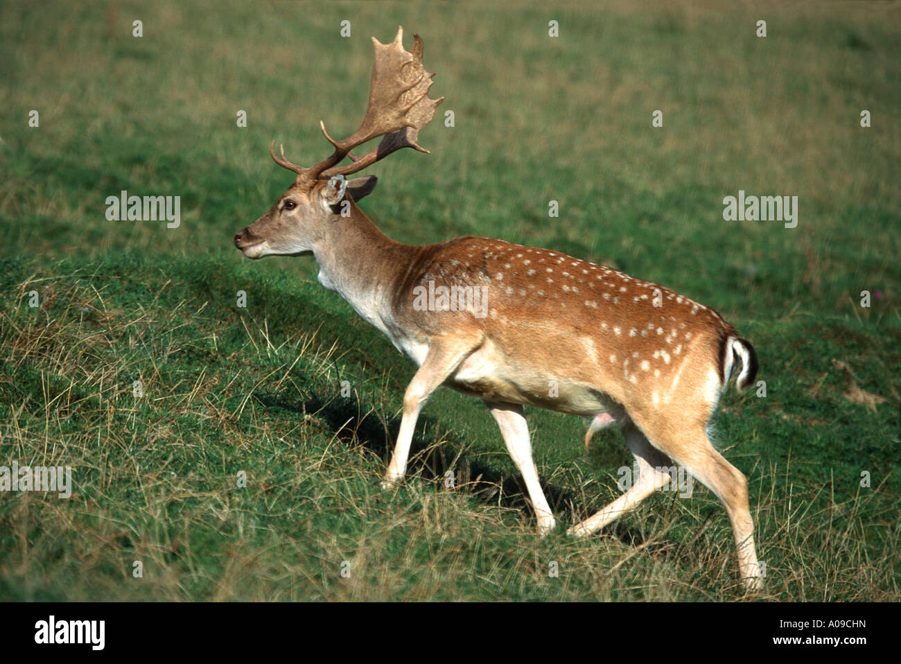 fallow deer (Dama dama, Cervus dama), fallow buck Stock Photo - Alamy