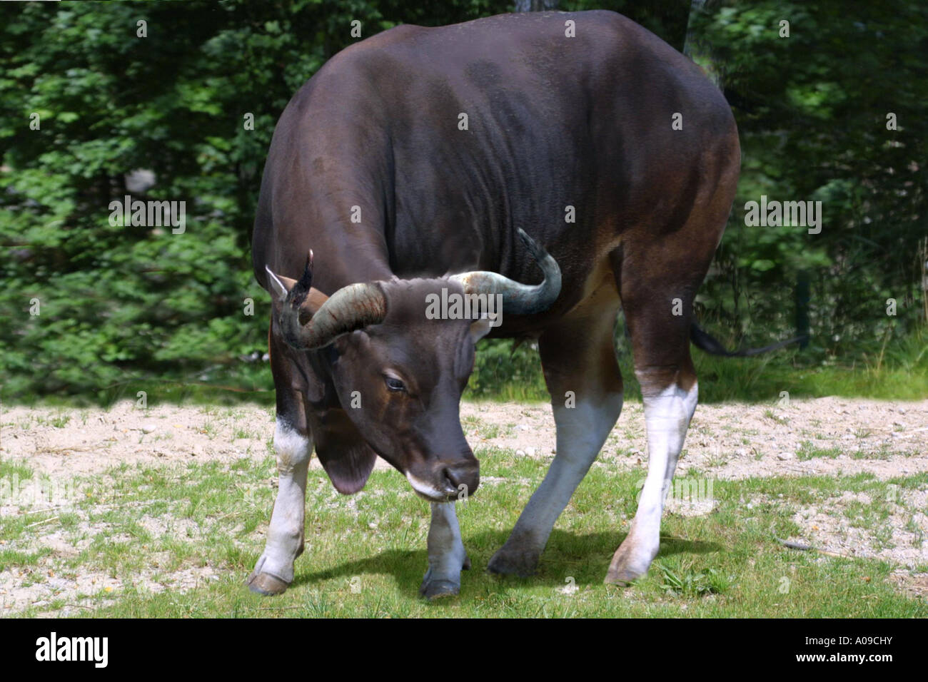 kouprey, gray ox (Bos sauveli), composing Stock Photo - Alamy
