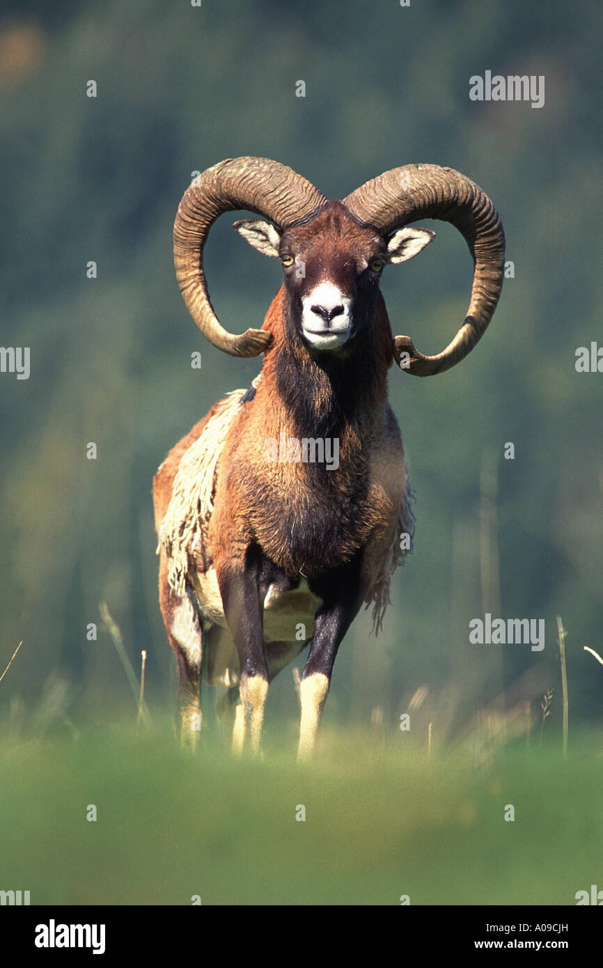 mouflon, wild sheep (Ovis musimon), male Stock Photo - Alamy