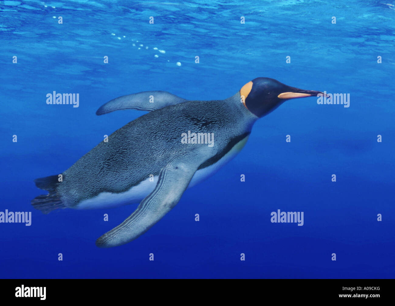 King Penguin Diving