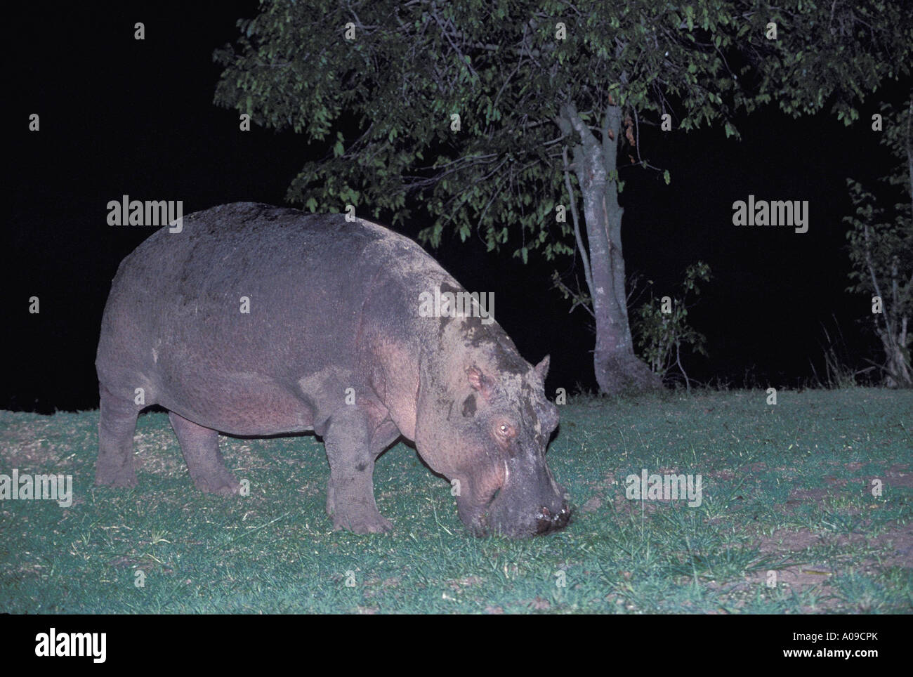 Hippopotamus amphibius night hi-res stock photography and images - Alamy
