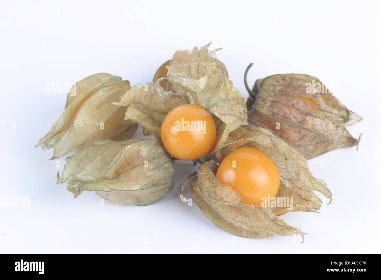 gooseberry, Peruvian ground-cherry (Physalis peruviana), distribution ...