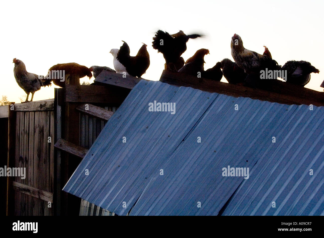 survivor chickens hens and roosters roost on the remains of their ...