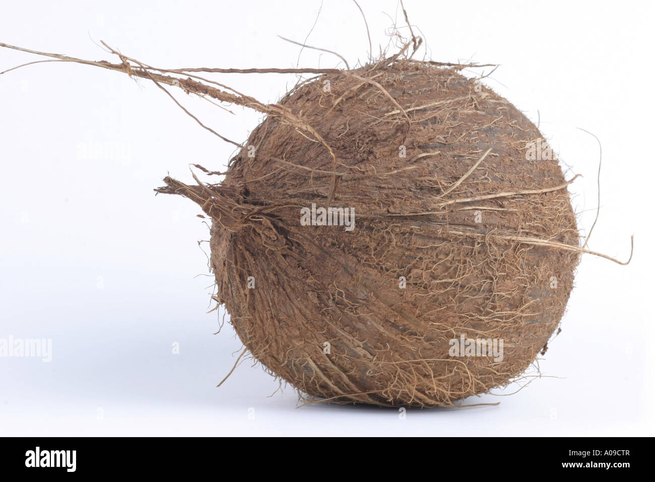 coconut palm (Cocos nucifera), coconut Stock Photo - Alamy