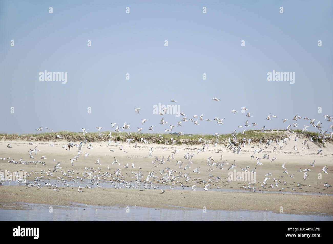 A Flock of Seabirds at a Beach Stock Photo - Alamy