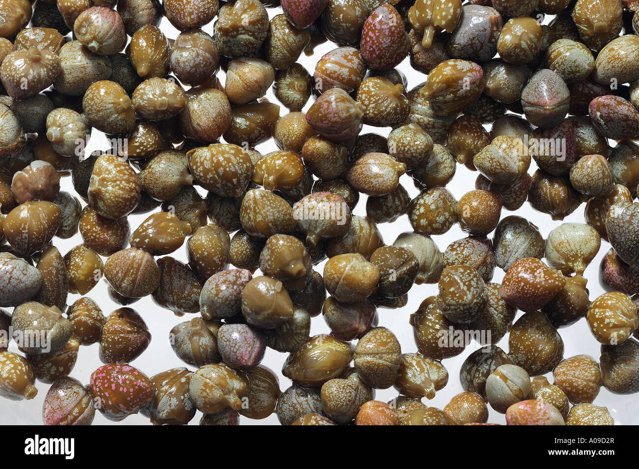 Kapern hi-res stock photography and images - Alamy