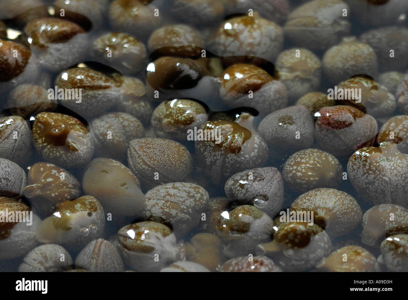 Kapern hi-res stock photography and images - Alamy