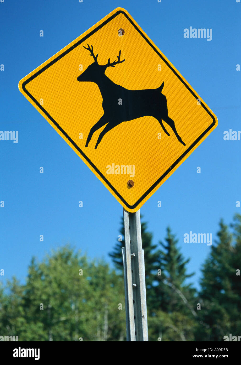 Deer crossing road sign with forest in background Stock Photo - Alamy