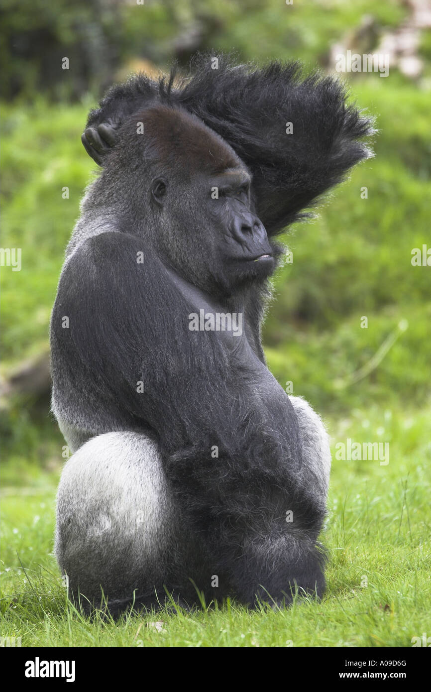 Side view silverback gorilla hi-res stock photography and images - Alamy