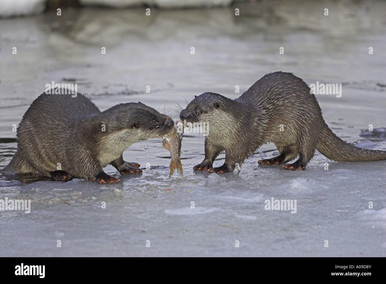 North American river otter, Canadian otter (Lutra canadensis), feeding ...