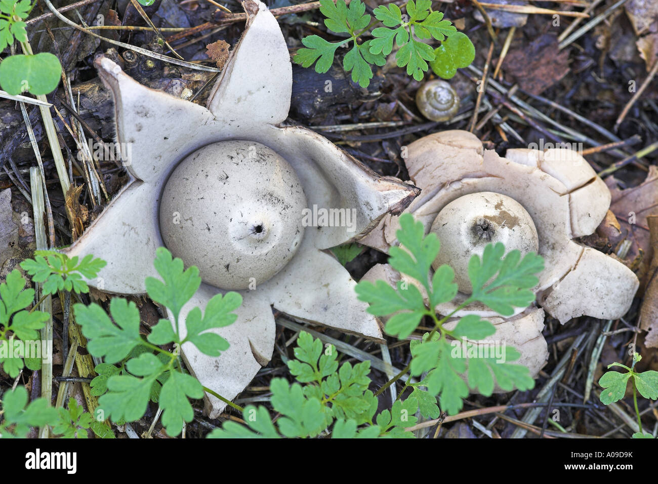 Earth star fungus geastrum vulgatum hi-res stock photography and images ...