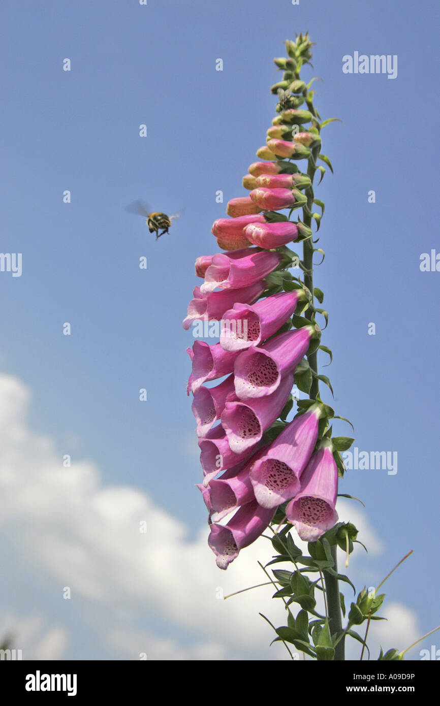 common foxglove, purple foxglove (Digitalis purpurea), inflorescence ...