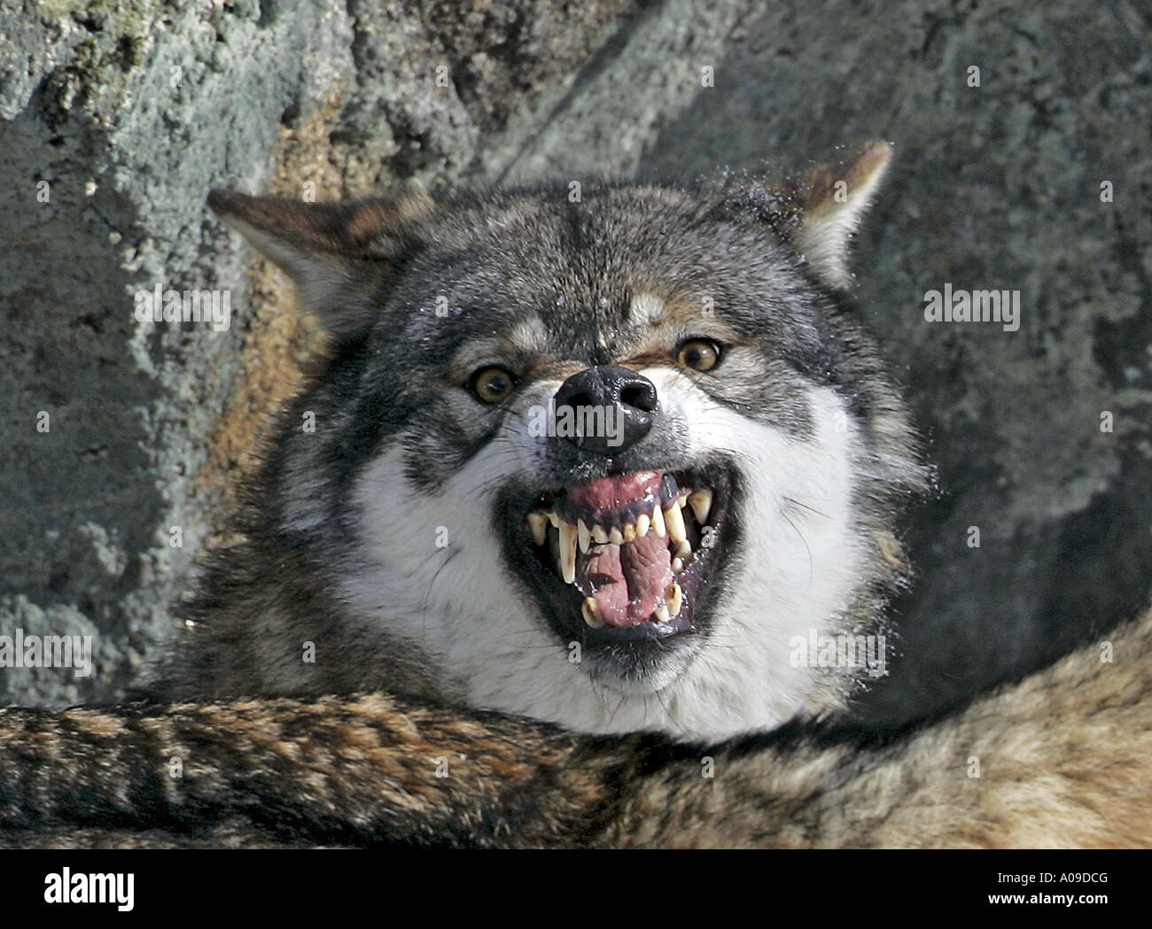 Scary Wolf Pictures
