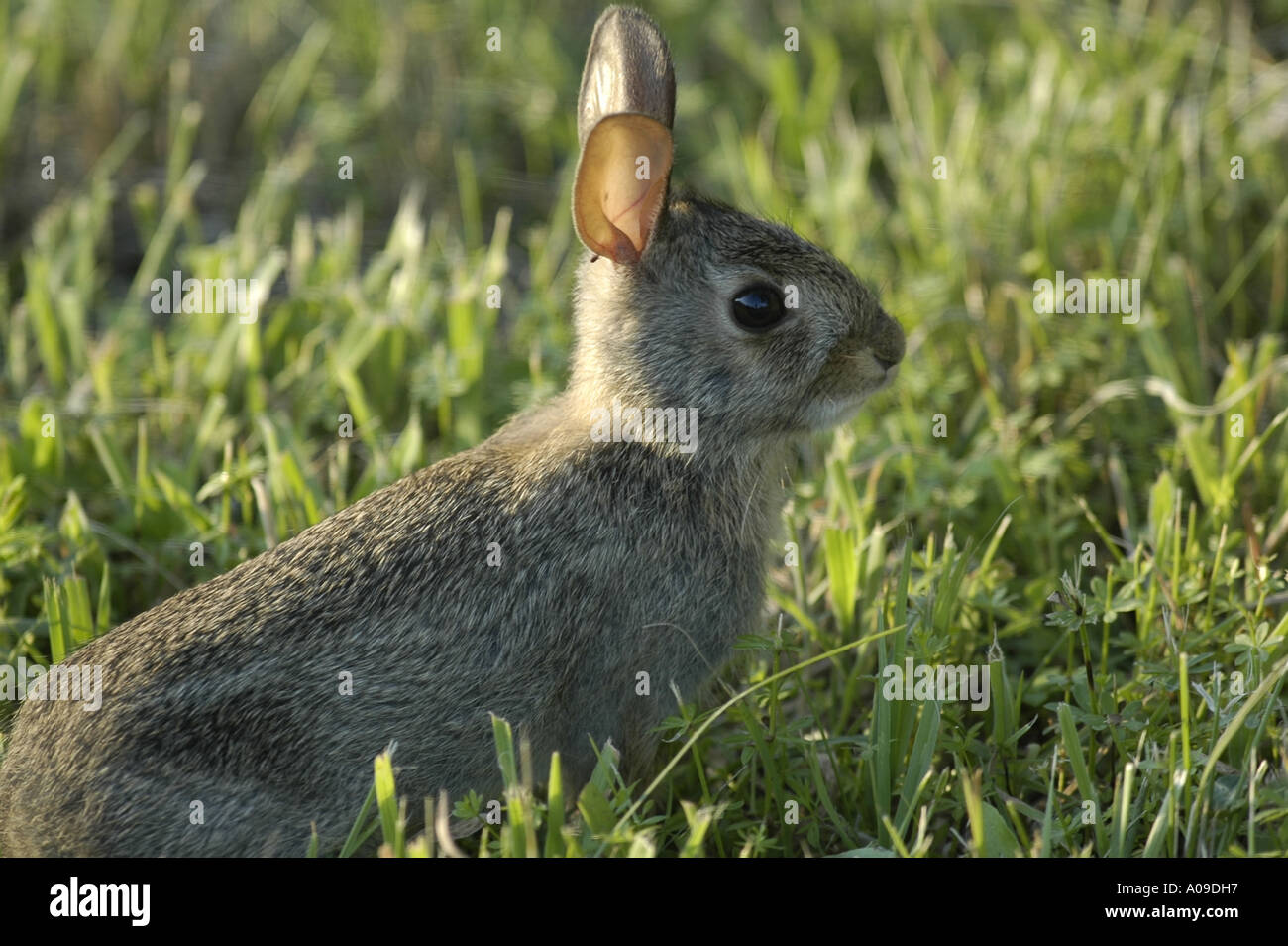 Rabbit in Grass Stock Photo - Alamy