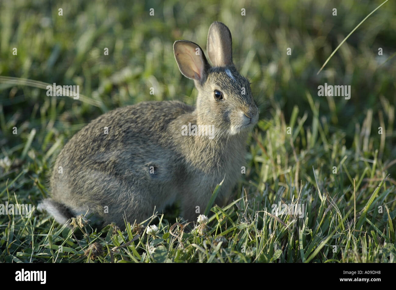 Rabbit in Grass Stock Photo - Alamy