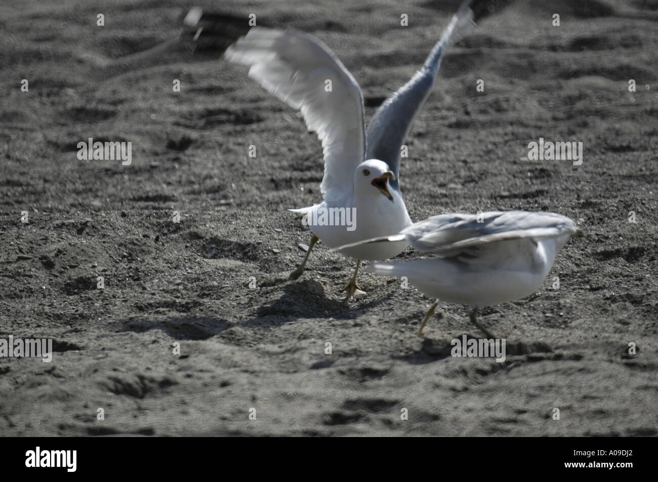 Two Seagulls Argue Stock Photo - Alamy