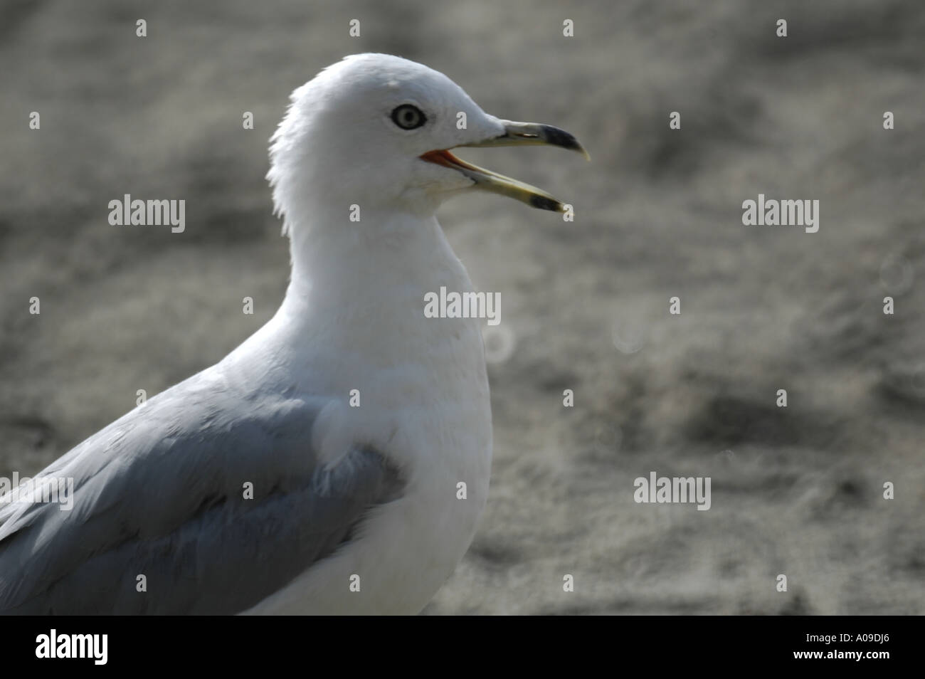 A Seagull, Side Profile with Beak Open Stock Photo - Alamy