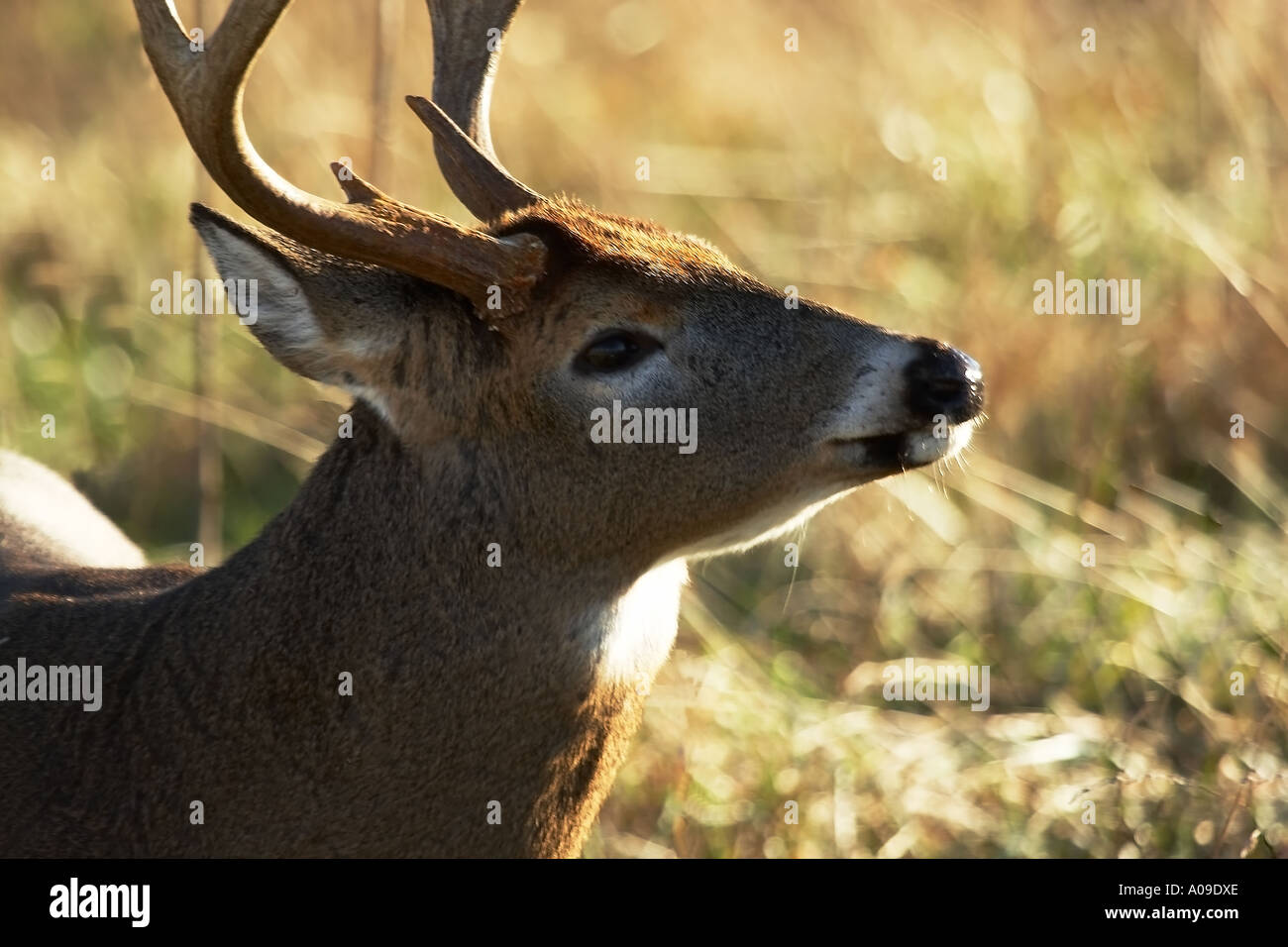 Whitetail buck scrape hi-res stock photography and images - Alamy