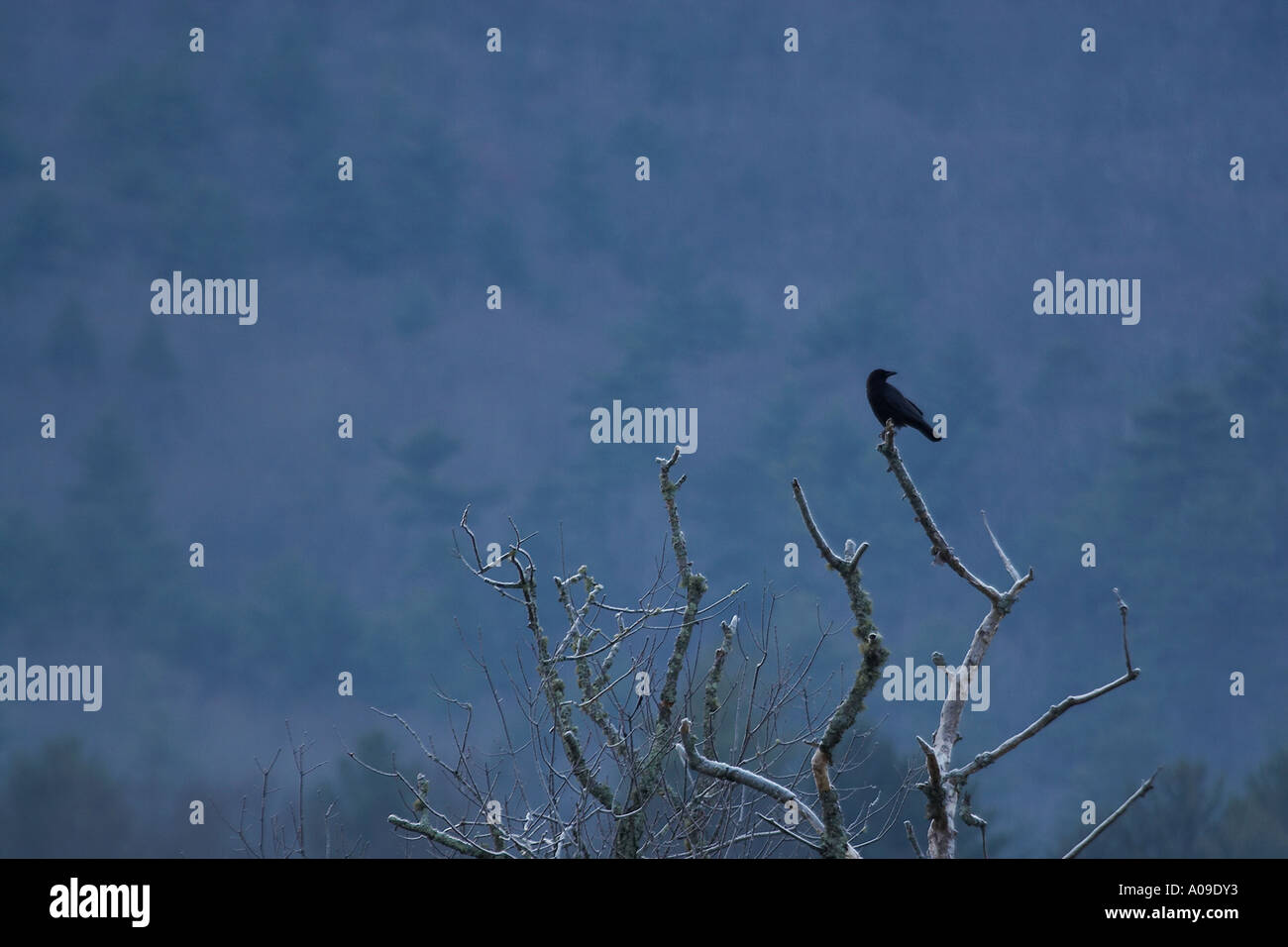 Lone Crow in Cades Cove Stock Photo - Alamy