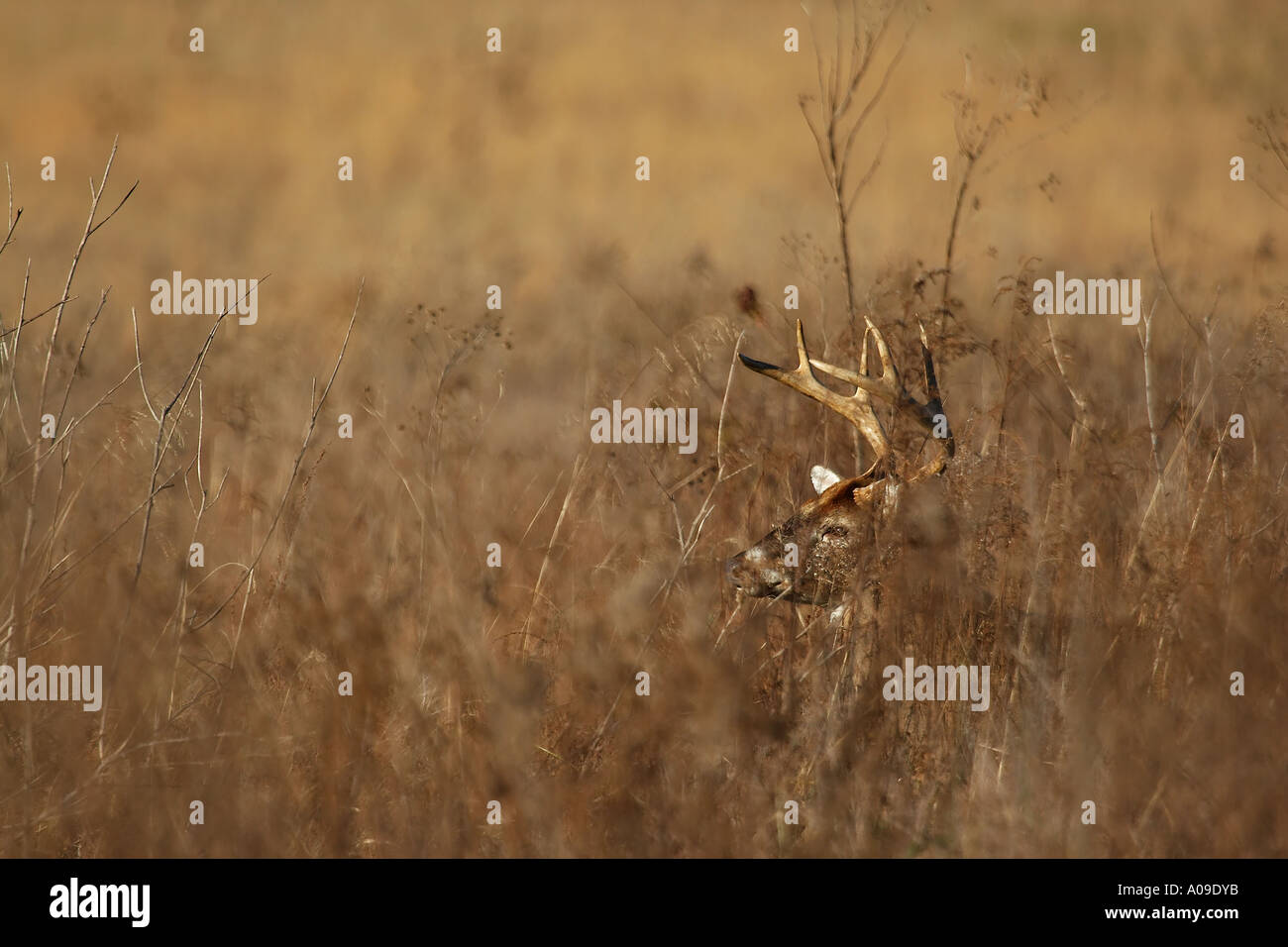 Buck scrape hi-res stock photography and images - Alamy