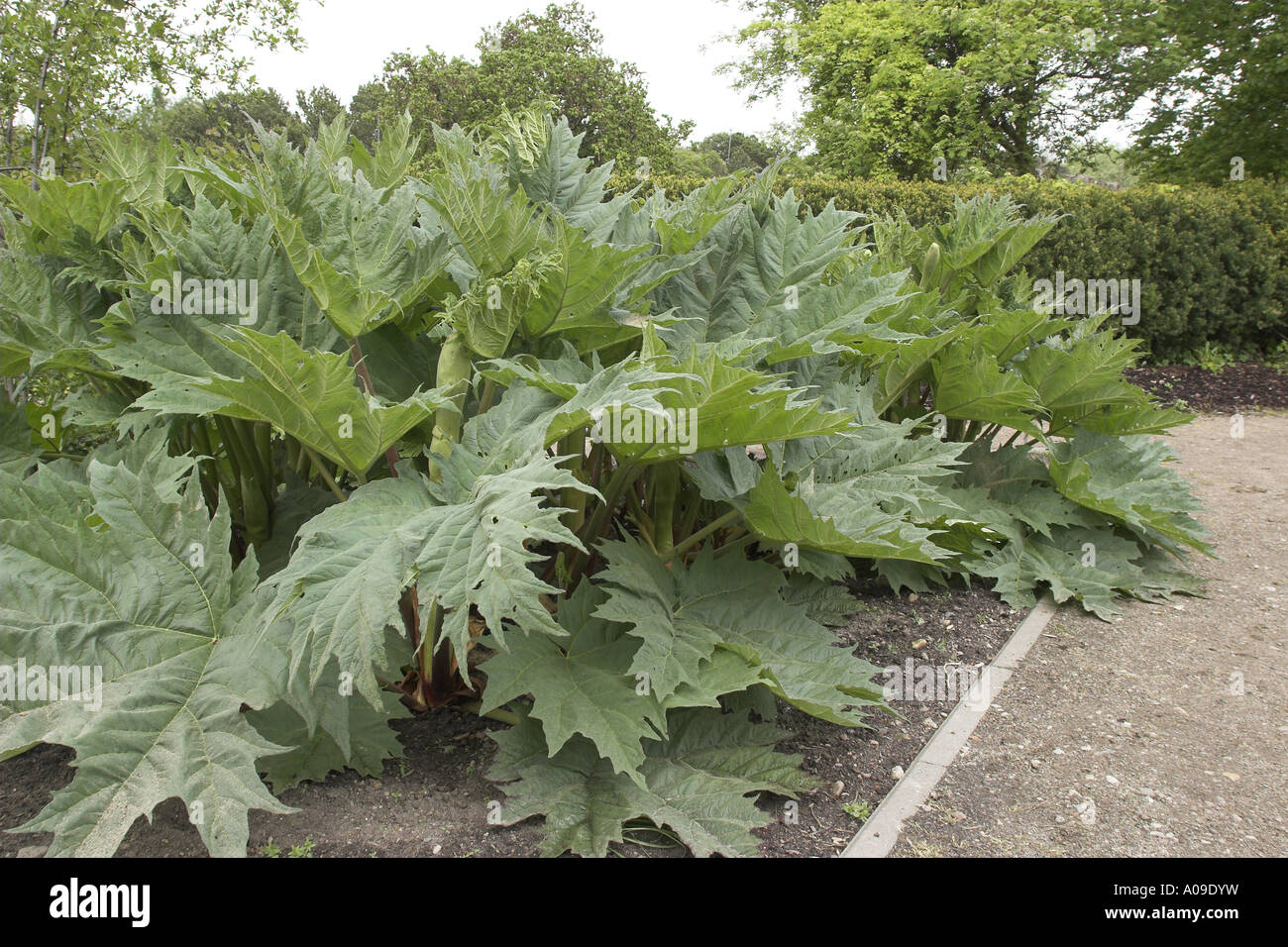 Chinese rhubarb (Rheum palmatum), medicinal plant against gastritis ...