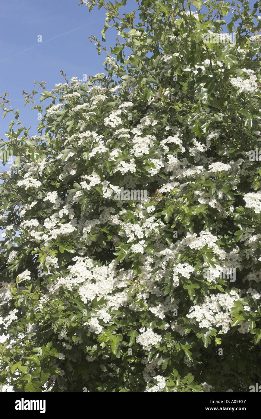 Native english rose hi-res stock photography and images - Alamy