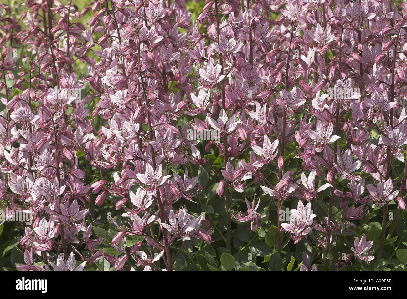 Dictamnus albus seed hi-res stock photography and images - Alamy