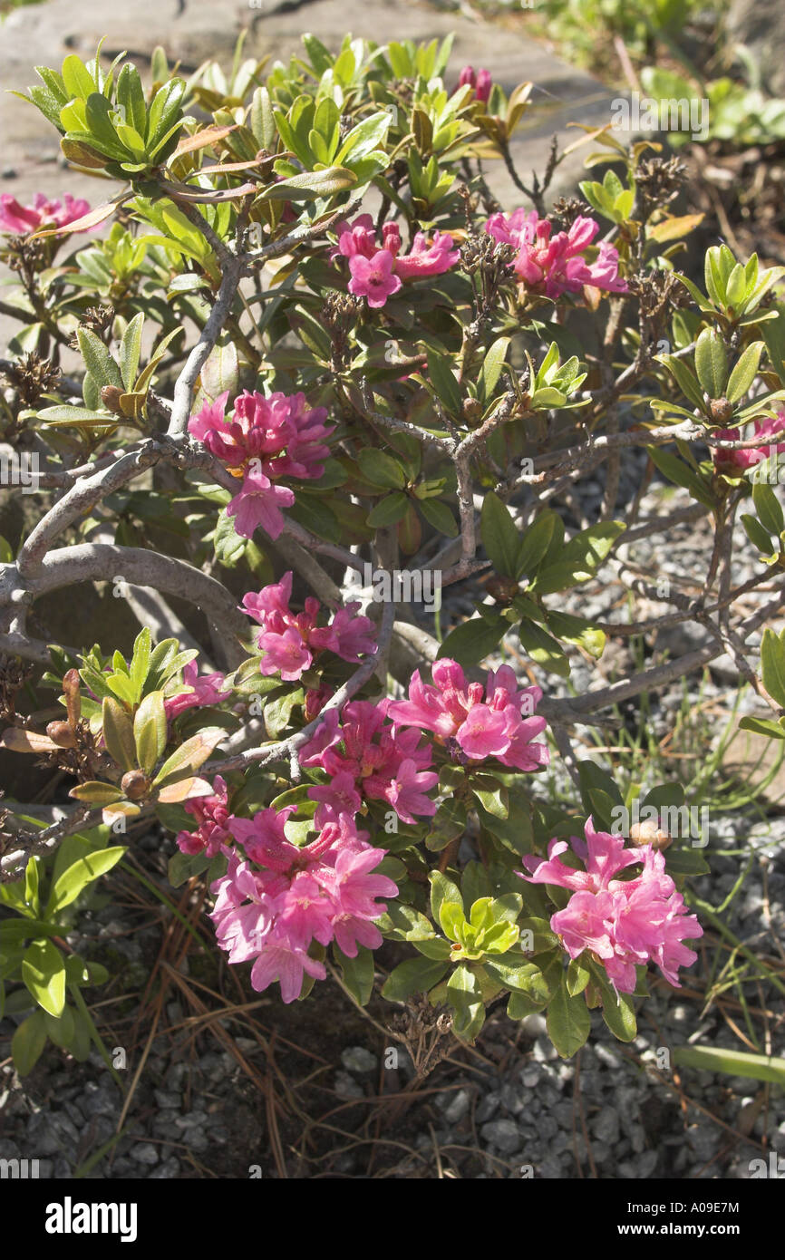 rust-leaved alpine rose (Rhododendron ferrugineum), blooming Stock ...