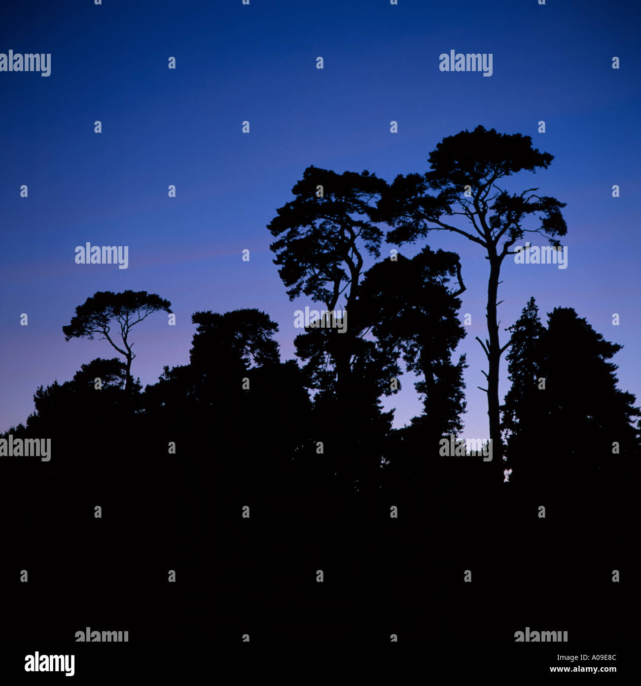 Treeline at Twilight Stock Photo - Alamy