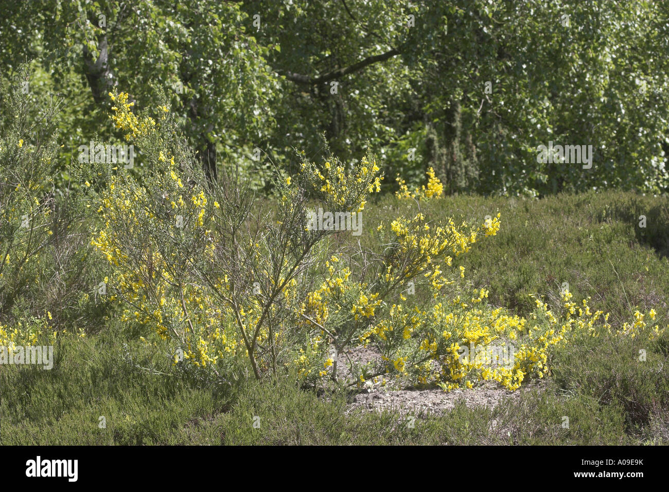 Scotch broom (Cytisus scoparius, Sarothamnus scoparius), blooming Stock ...