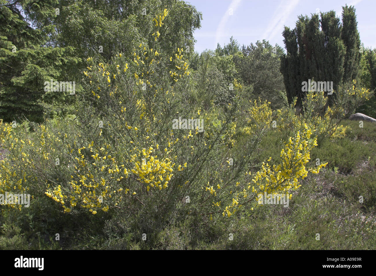 Scotch broom (Cytisus scoparius, Sarothamnus scoparius), blooming Stock ...