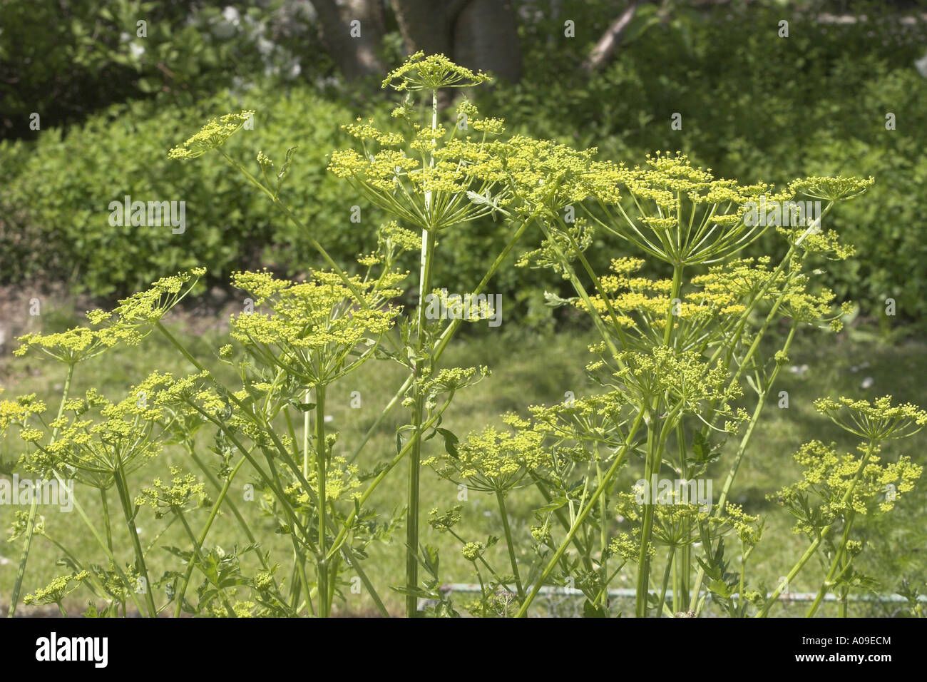Pastinaca sativa flowers hi-res stock photography and images - Alamy
