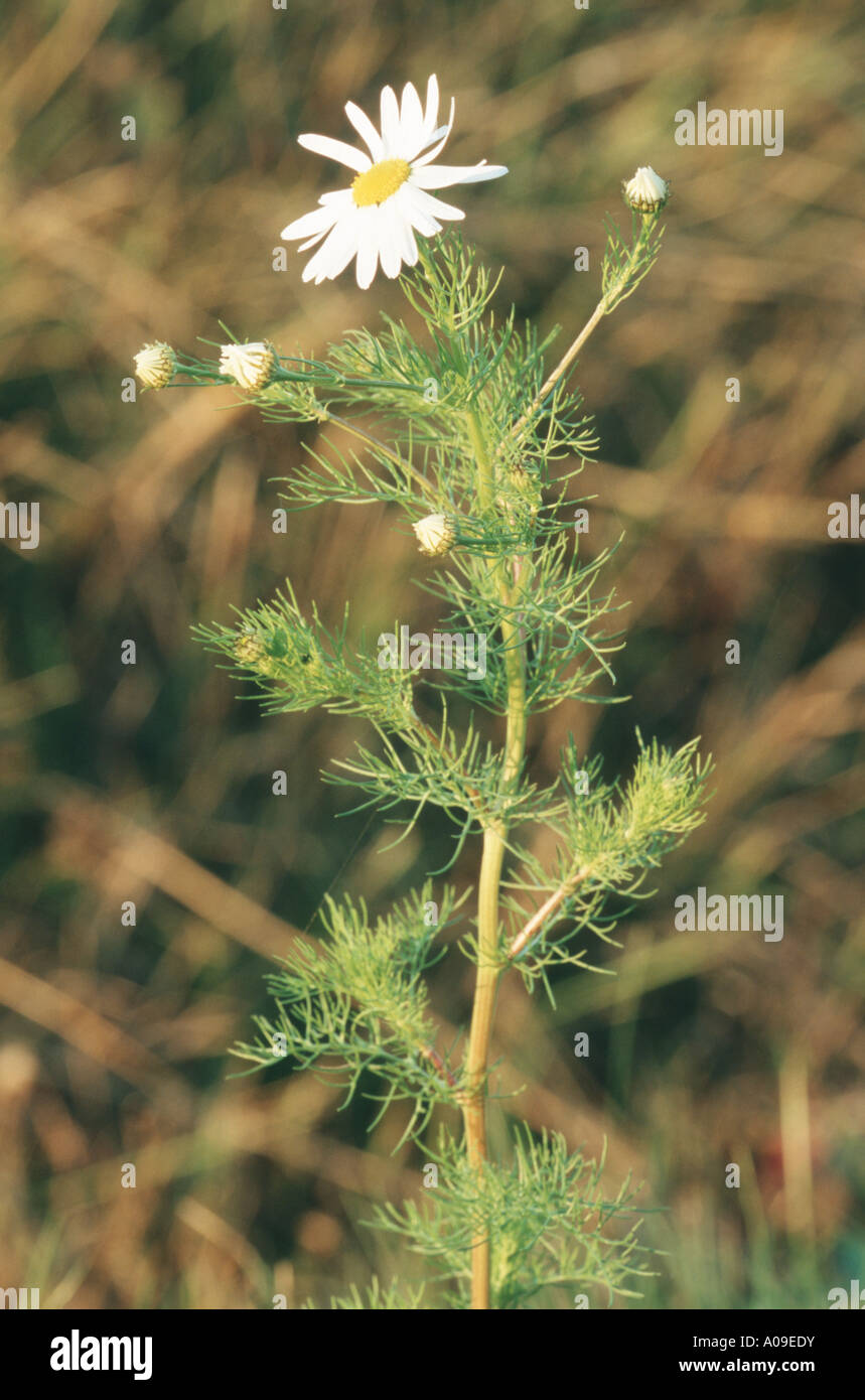 scentless mayweed, scentless chamomile (Tripleurospermum perforatum ...