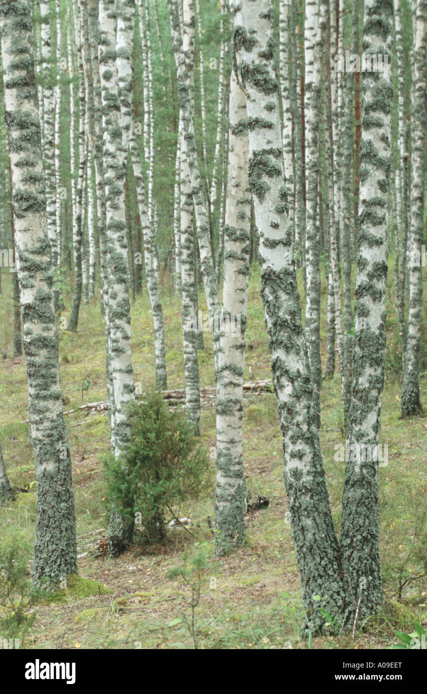 common birch, silver birch, European white birch, white birch (Betula ...