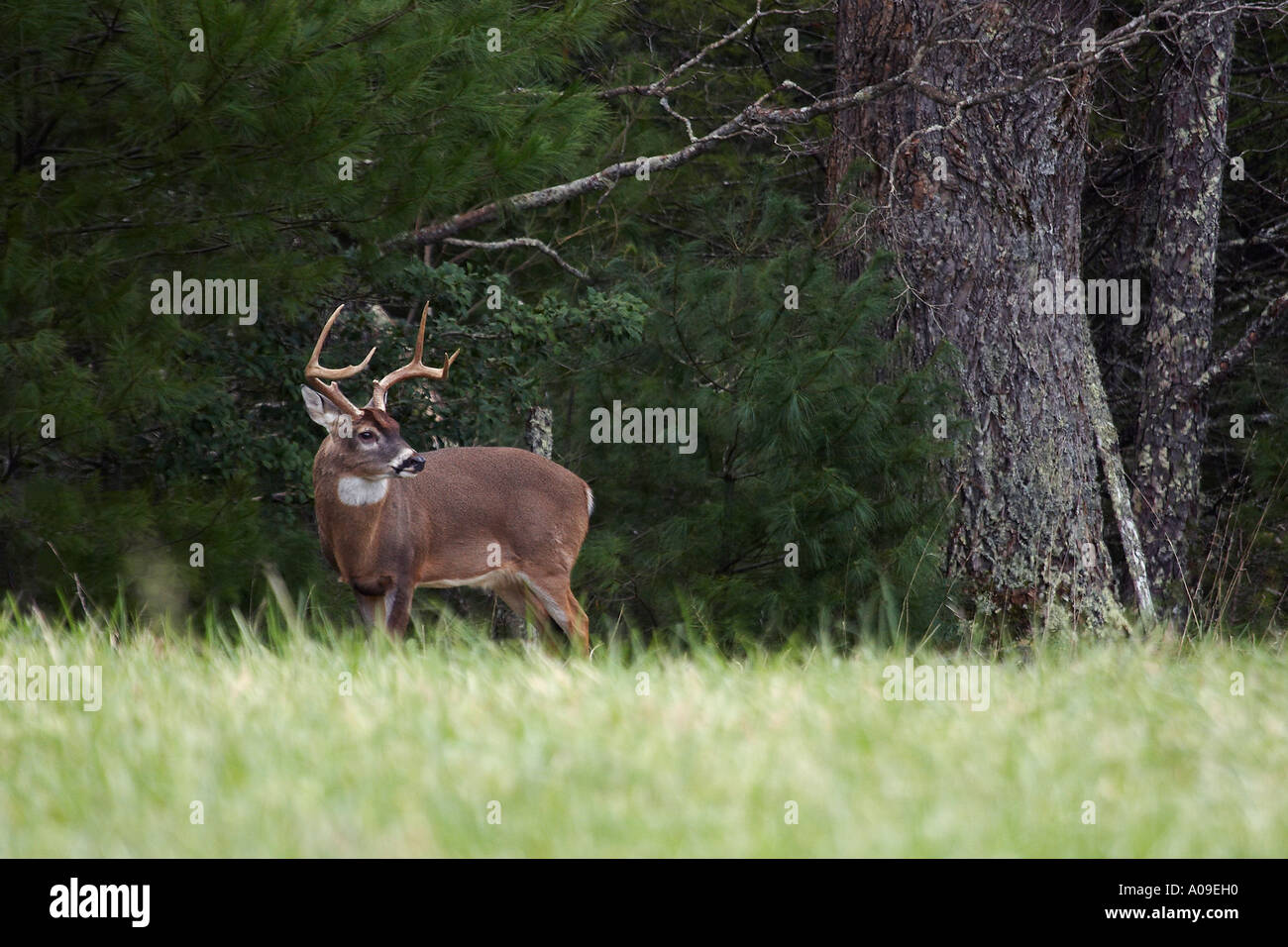 Whitetail buck scrape hi-res stock photography and images - Alamy