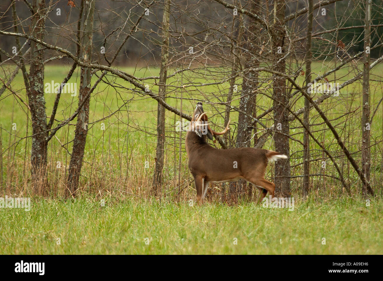 A Whitetail buck making a scrape Stock Photo - Alamy
