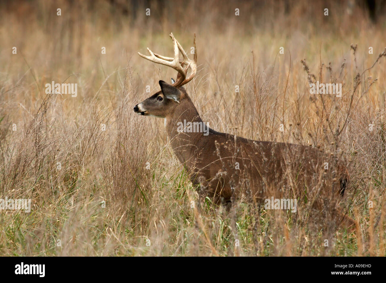 Whitetail Deer standing alert Stock Photo - Alamy