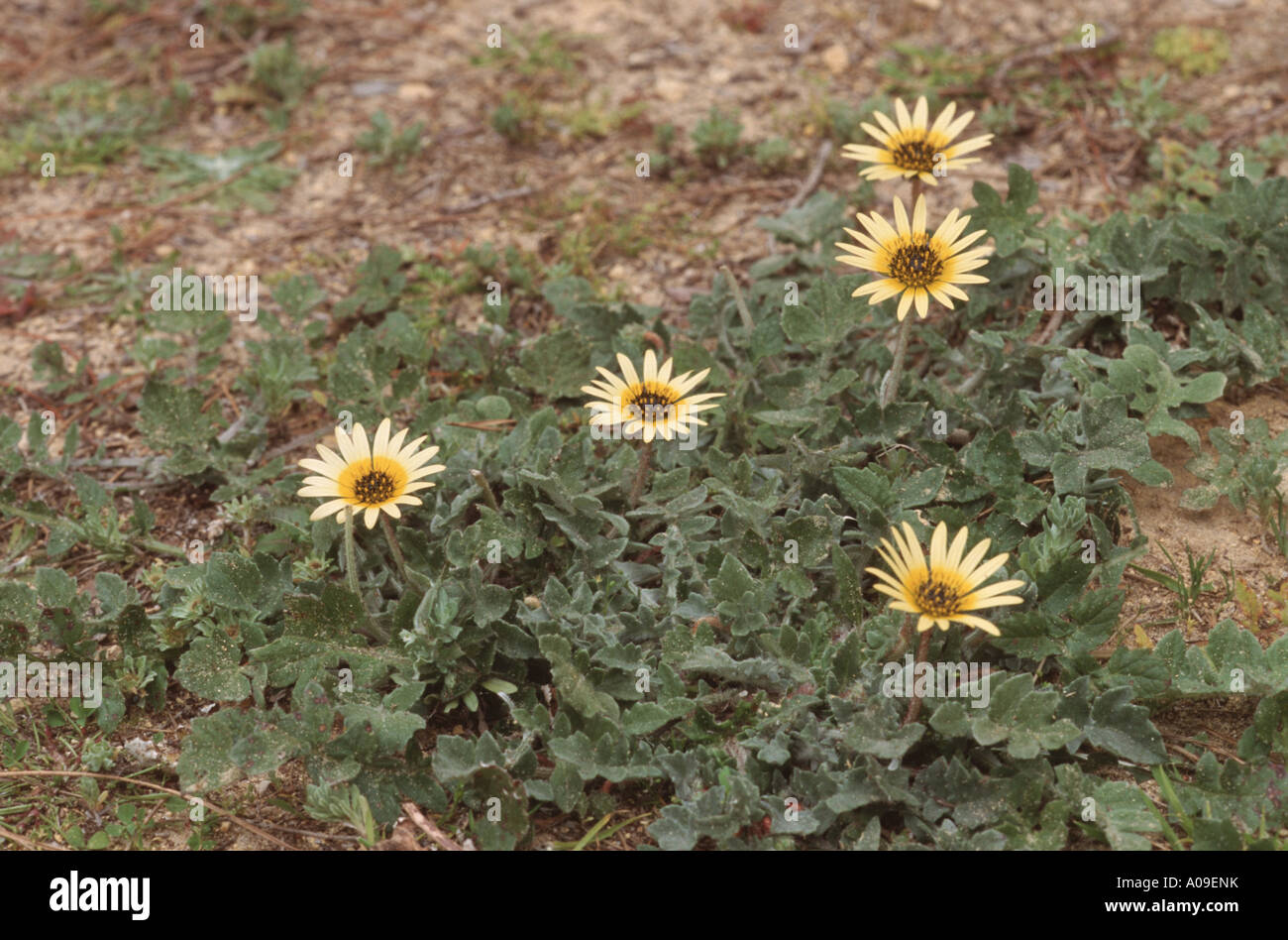 Capeweed hi-res stock photography and images - Alamy
