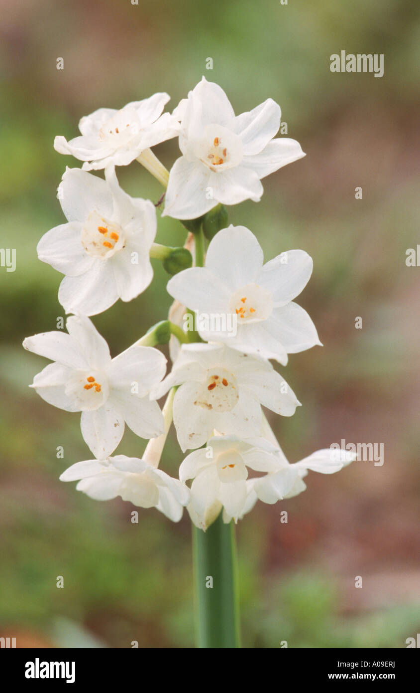 Paper-White Narcissus (Narcissus papyraceus), inflorescence, Spain ...